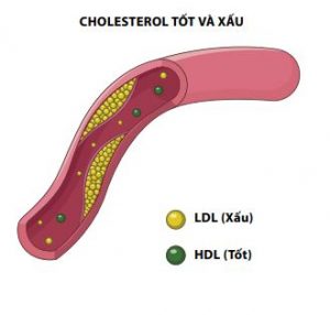 Cholesterol và Triglyceride - FV Magazine