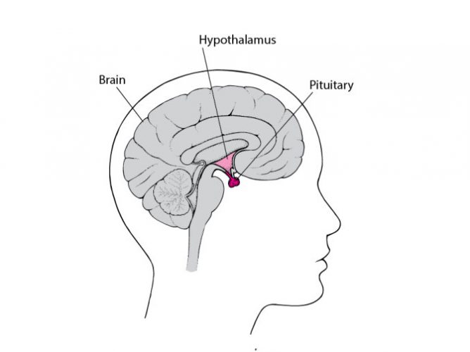 Growth Hormone Deficiency - FV Magazine